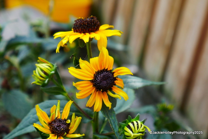 The Rudbeckia | ThingsBeautiful | Blipfoto