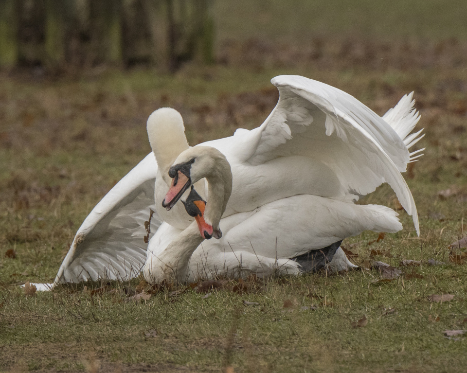 Injured swans. | SueL7 | Blipfoto