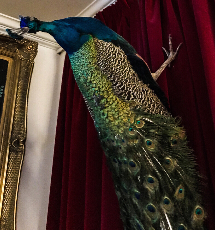 Shake your tail feathers | SparklyConverse | Blipfoto