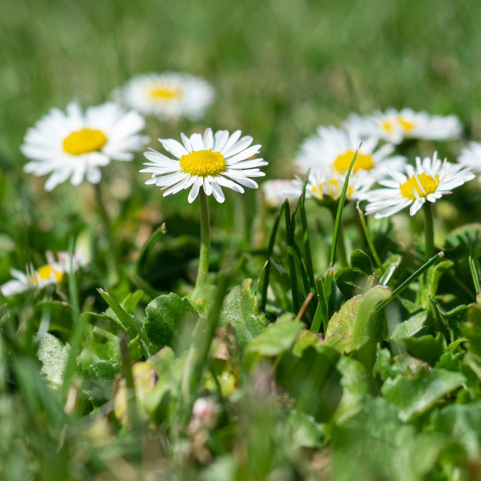 Daisy | Tony61902 | Blipfoto