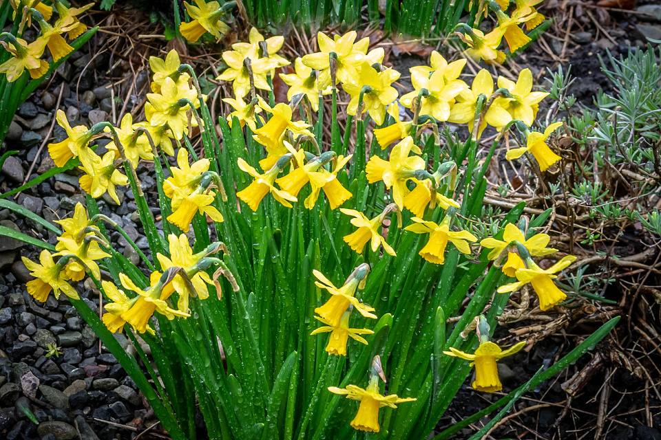 A HOST OF GOLDEN DAFFODILS | flavia13 | Blipfoto