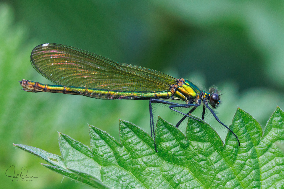 Distaff side | JDO | Blipfoto