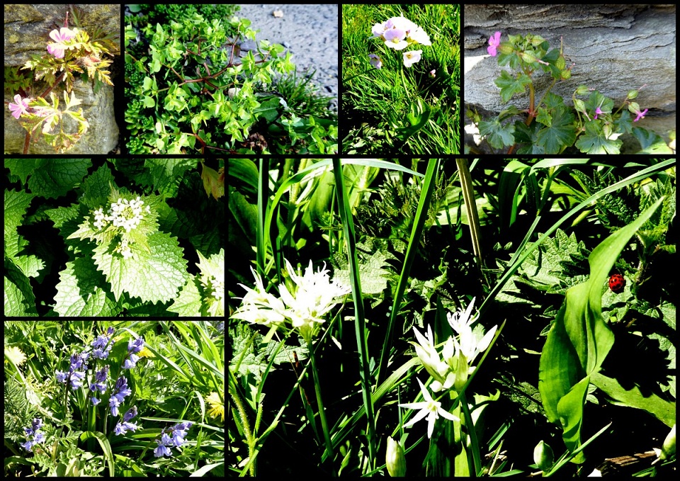Local Wild Flowers. | ValC | Blipfoto