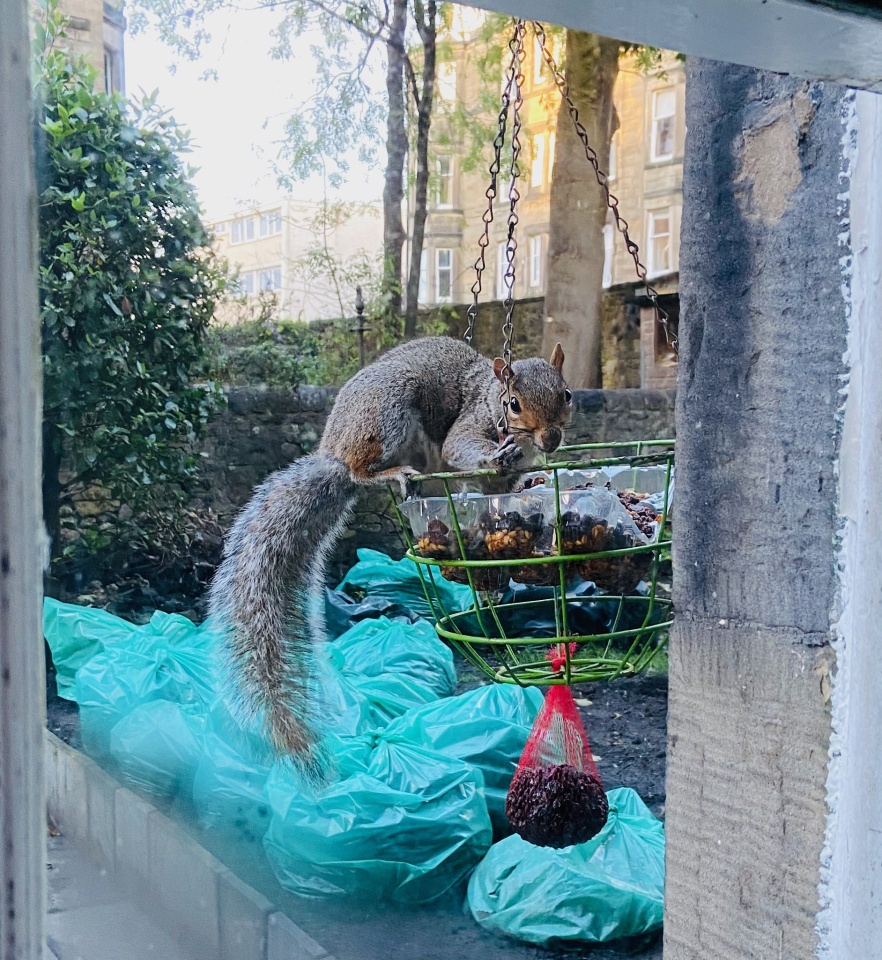 Squirrel thief caught in the act | hazelh | Blipfoto