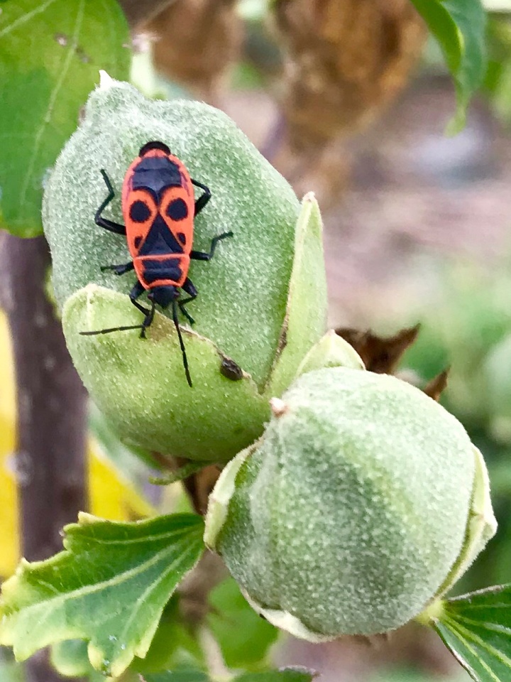 Tiny Tuesday - Flame bug | Incredibish | Blipfoto