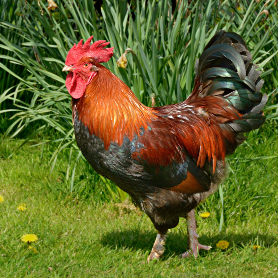 Meet Rodney, a black Copper Maran cockerel | PurbeckDavid49 | Blipfoto