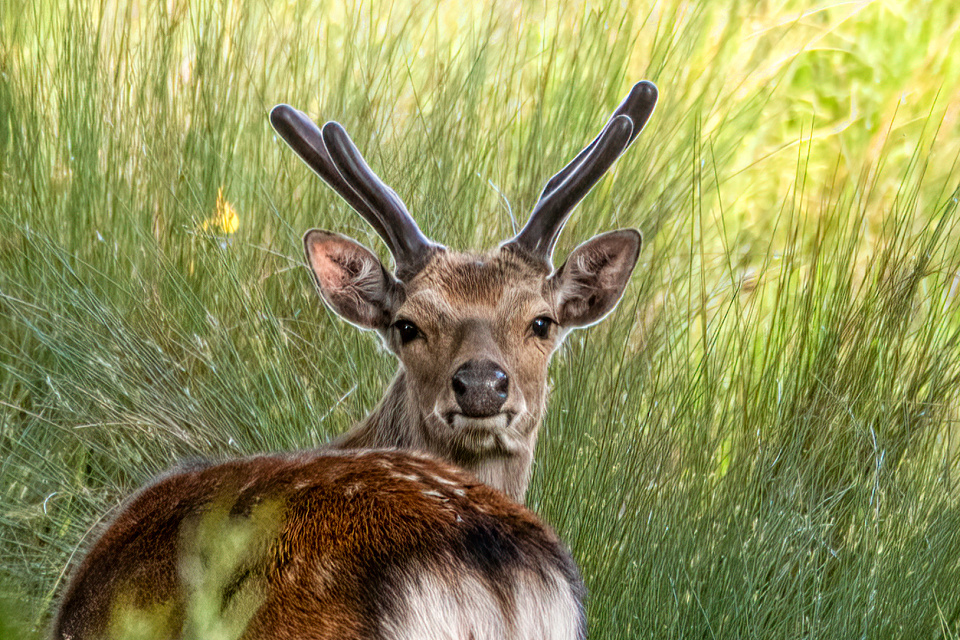 Sika Stag (colour version) | AH14 | Blipfoto