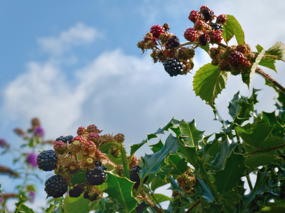 Silly brambles. | Jeanneb53 | Blipfoto