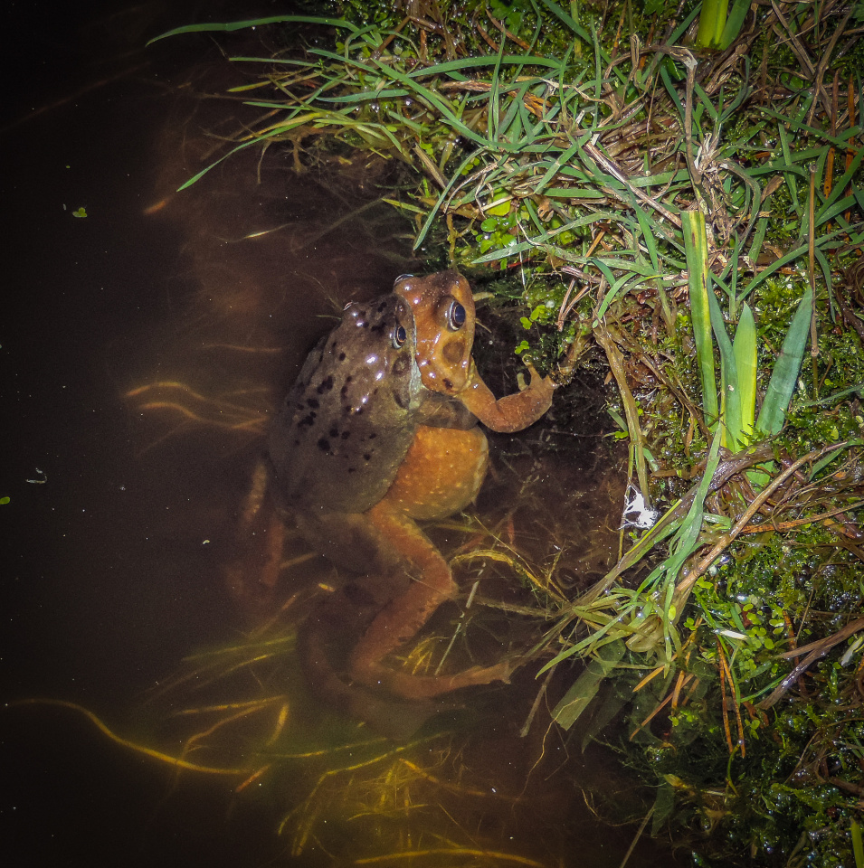 Frog hug | DarkEyedMary | Blipfoto