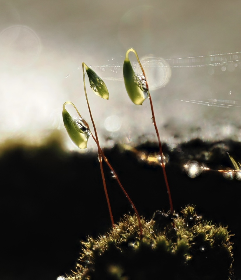 Mossy | Technophobe | Blipfoto