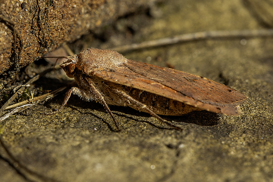Large yellow underwing moth. | villan | Blipfoto