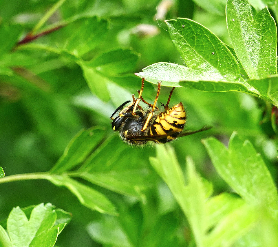 DOWNWARD WASP POSITION | CarolineJay | Blipfoto