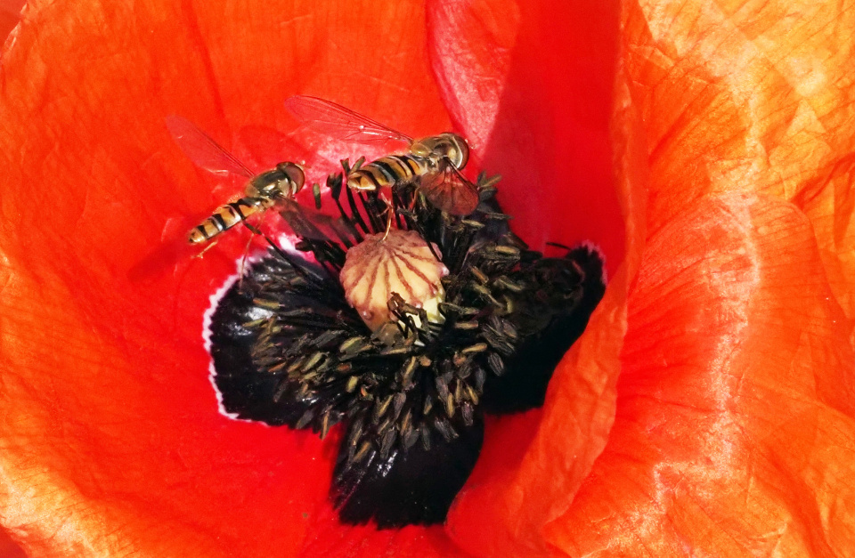 Common Poppy with hoverflies | Miranda1008 | Blipfoto