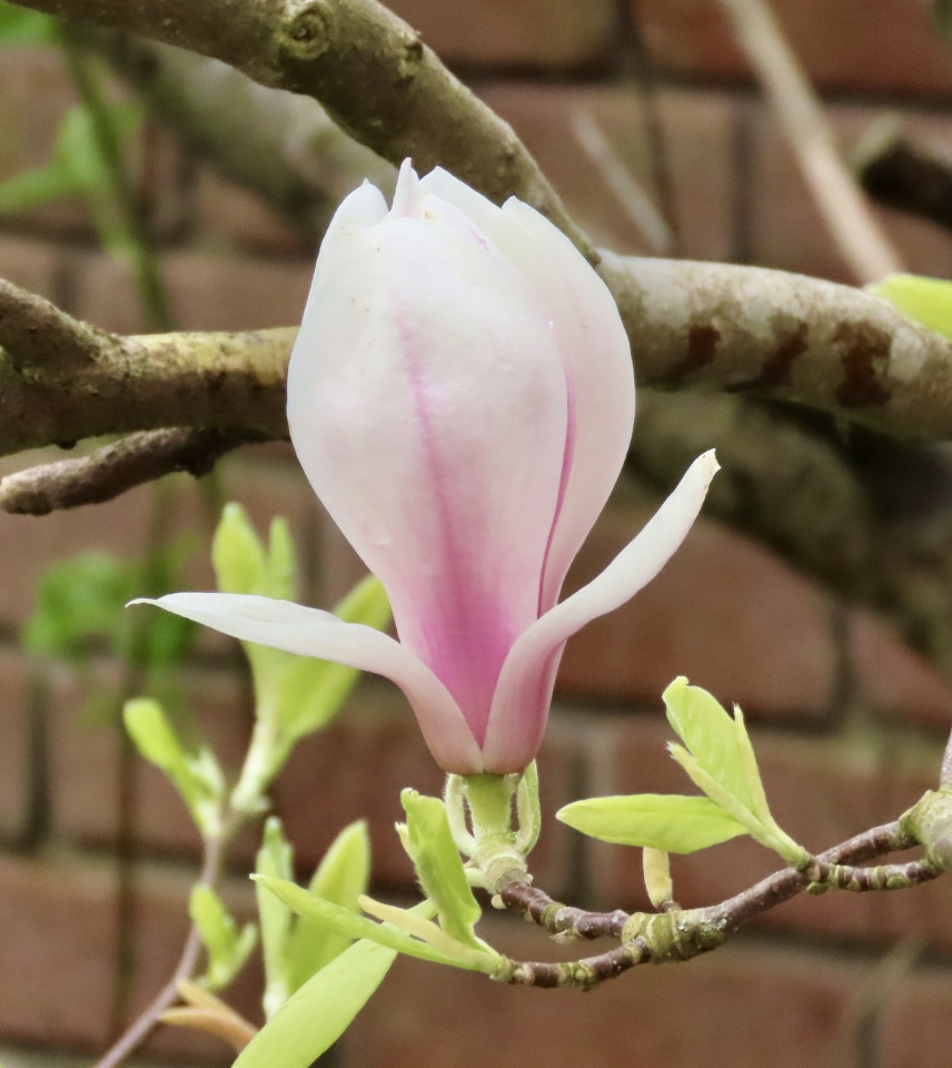 Last glimpse | orchid99 | Blipfoto