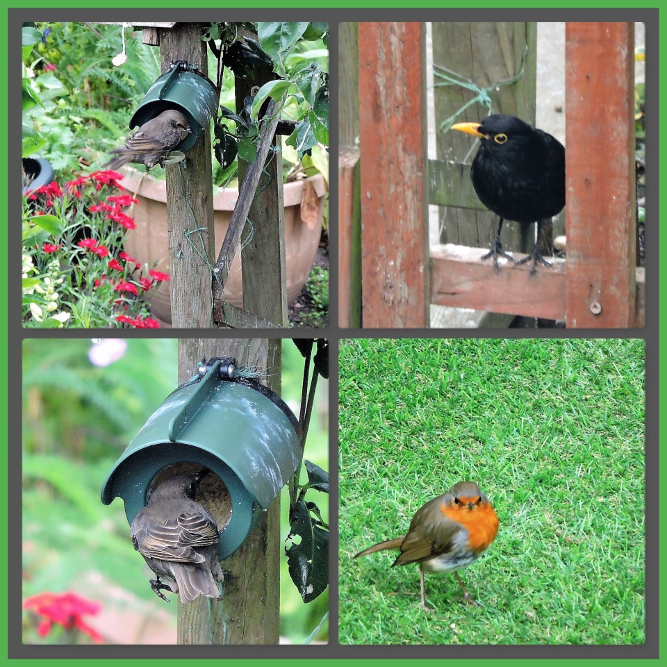 Garden Bird Collage | craftylady | Blipfoto