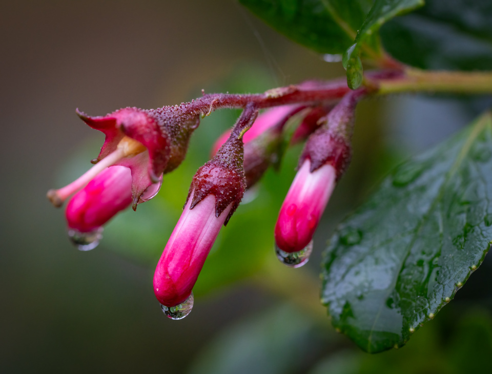 Rain drops on Escallonia | DarkEyedMary | Blipfoto