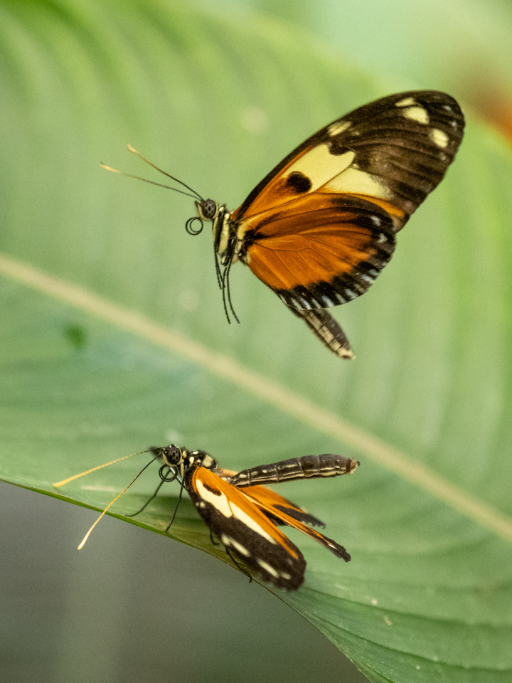 Making Baby Butterflies | AH14 | Blipfoto