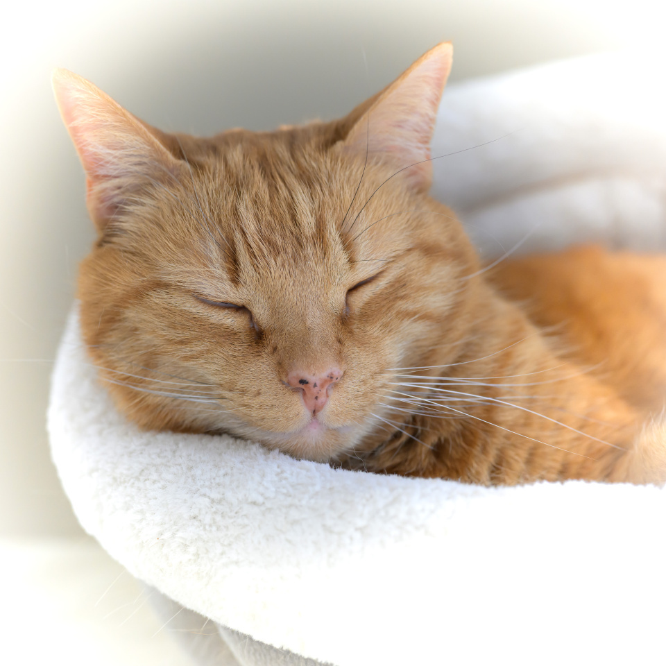 Charlie | dbifulco | Blipfoto