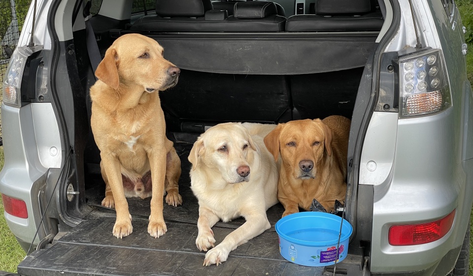 Cricket loving dogs | Tryfan46 | Blipfoto