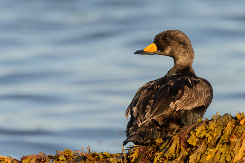 Black (American) Scoter | photobee1 | Blipfoto