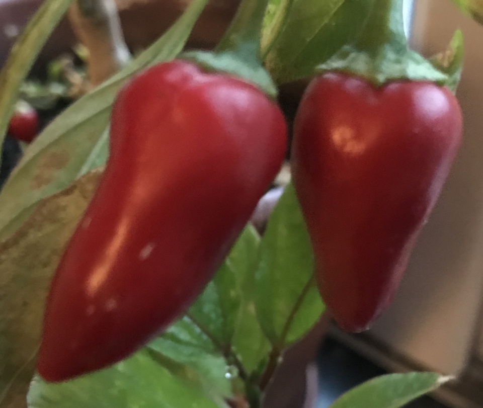 Not outside at all today | MissRAble | Blipfoto