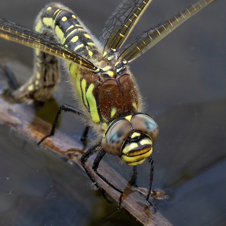 Hairy Dragon | Hillyblips | Blipfoto