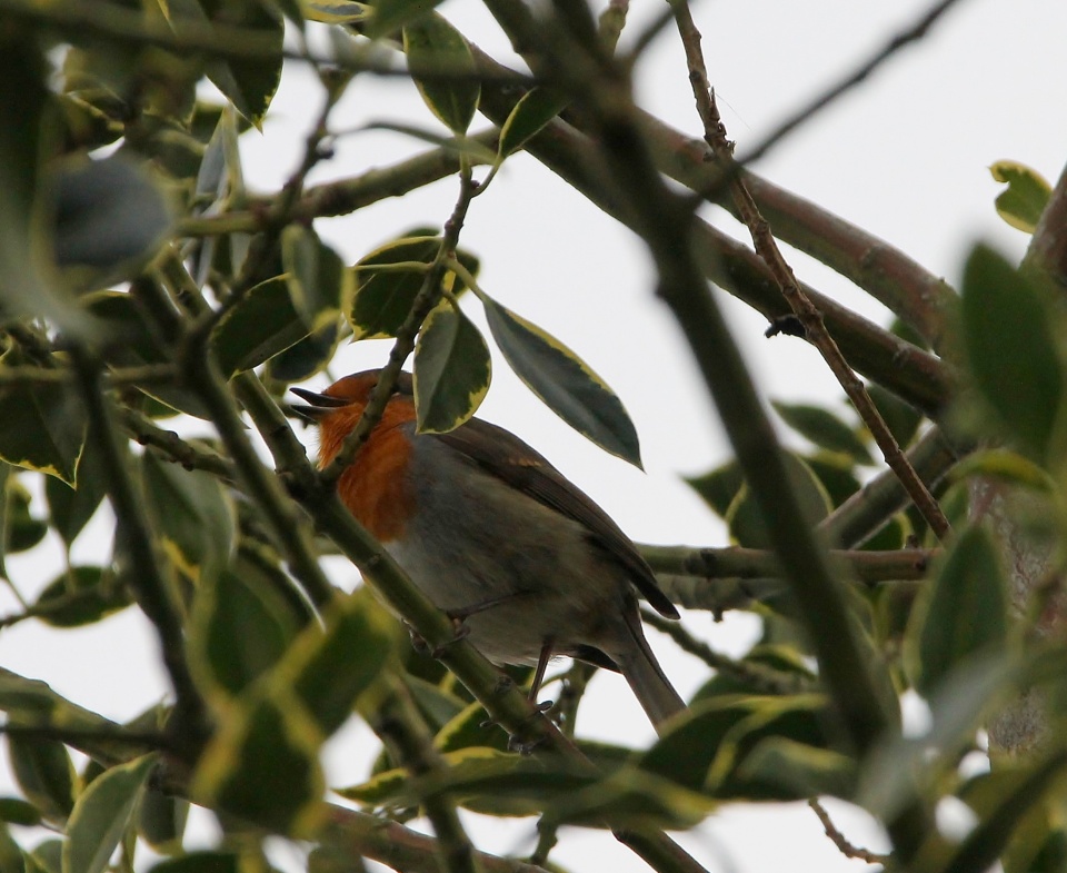 ROBIN | sunflower | Blipfoto
