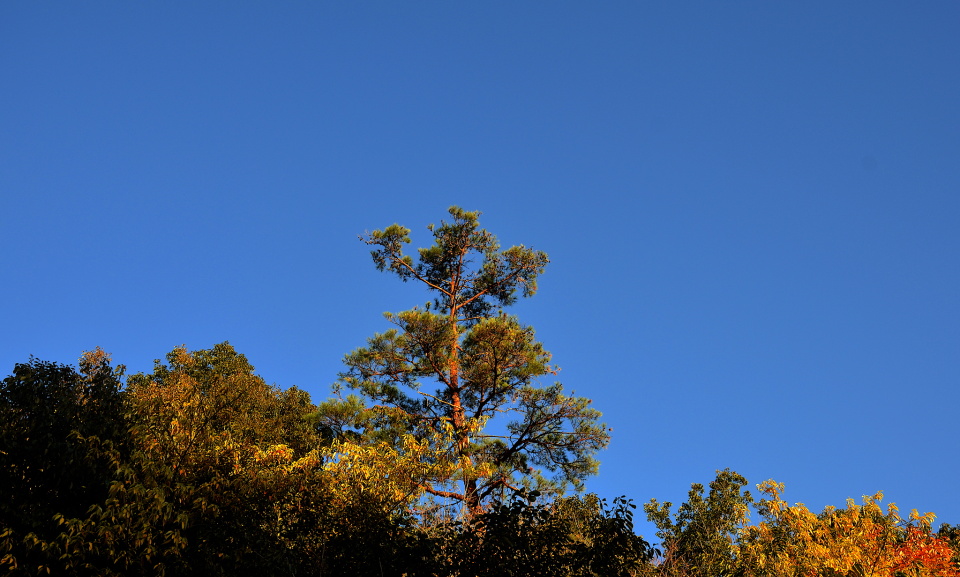 PM3:50 Looking up blue sky and red pine tree. | takaya | Blipfoto