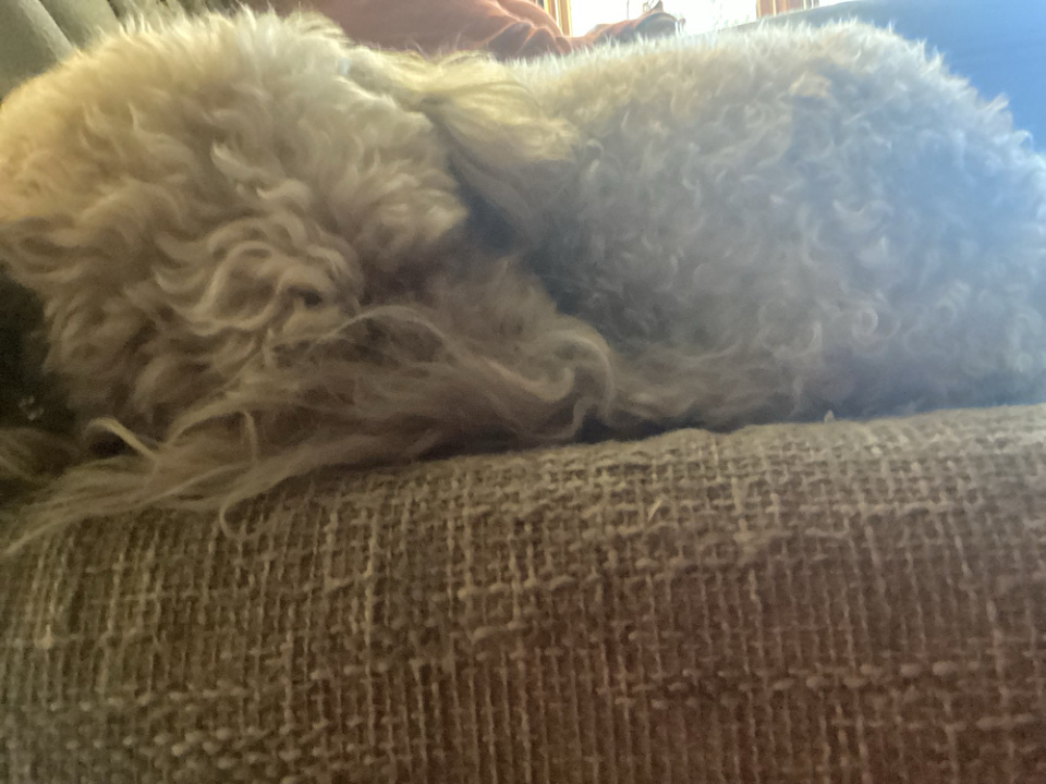 Do Not Disturb: Branch Napping | zGossling | Blipfoto