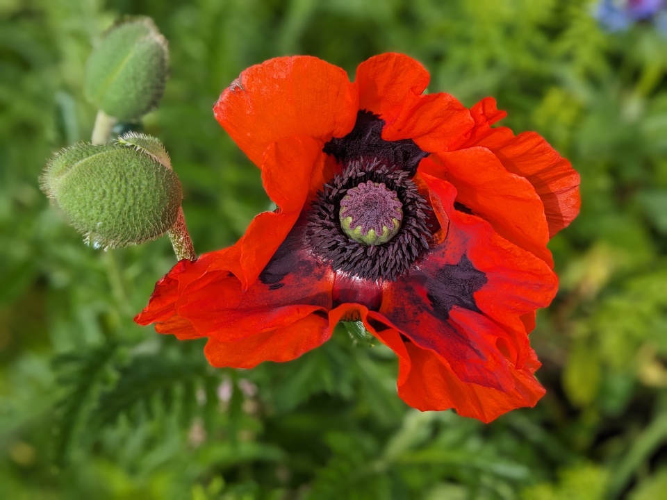 Poppy | Hayls | Blipfoto