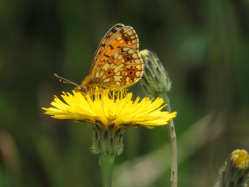Lots of butterflies.... | Exlivet | Blipfoto