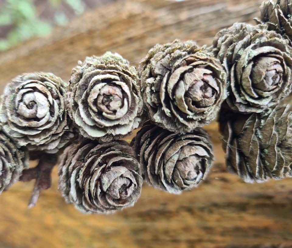 OLD CONES | EllyJay | Blipfoto