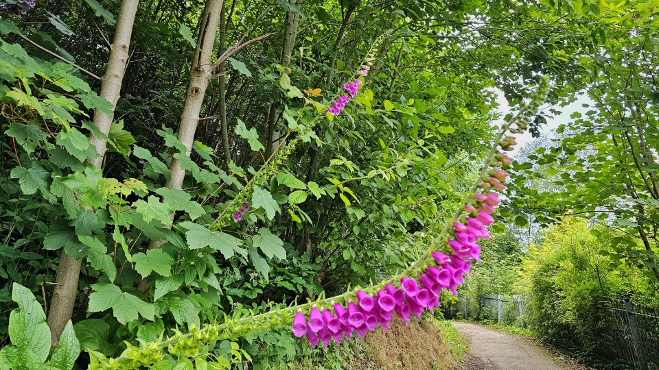 Evening walk... | trevorearthy | Blipfoto