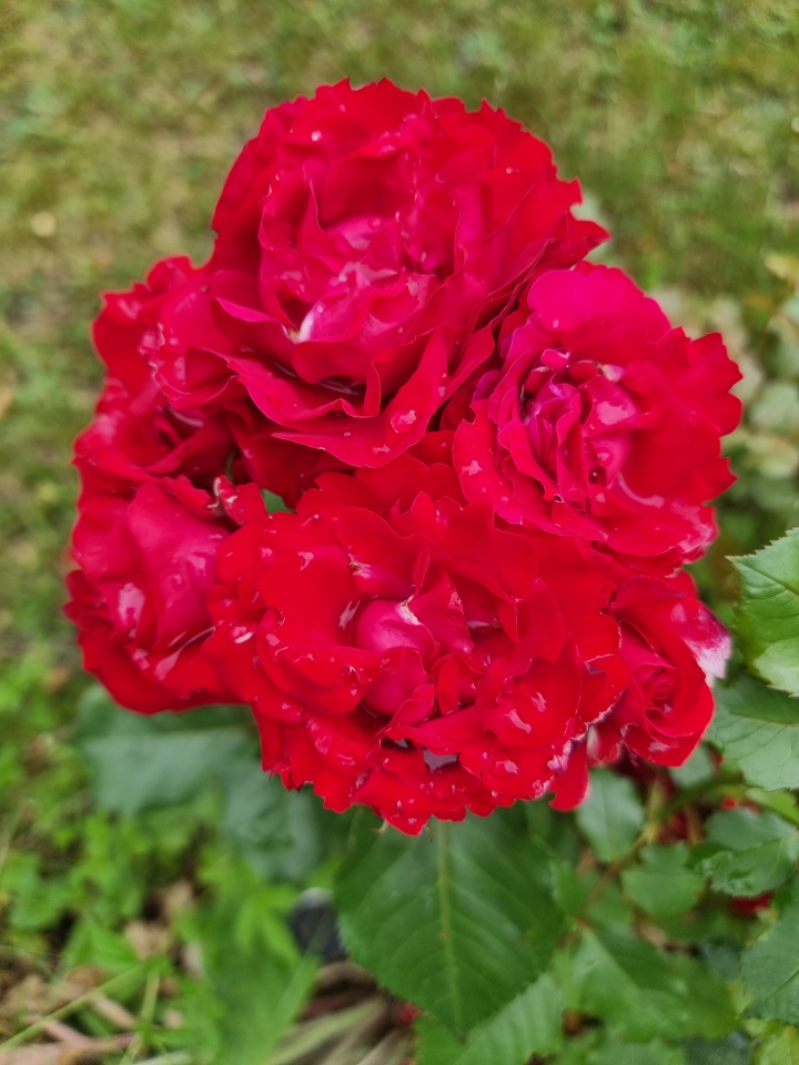 Roses | Redberry | Blipfoto