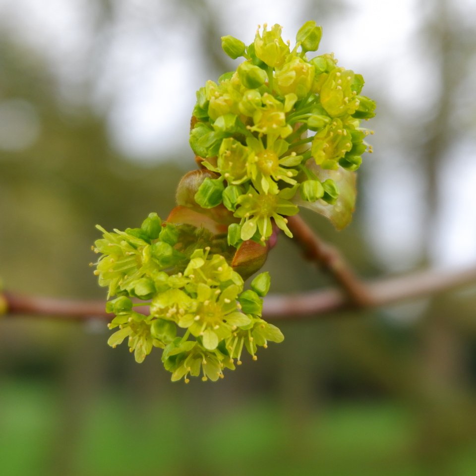 Maple | Chas | Blipfoto