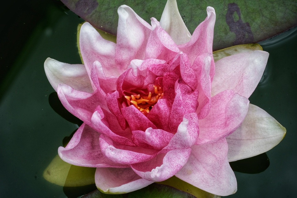 Water lily | Tommie2 | Blipfoto