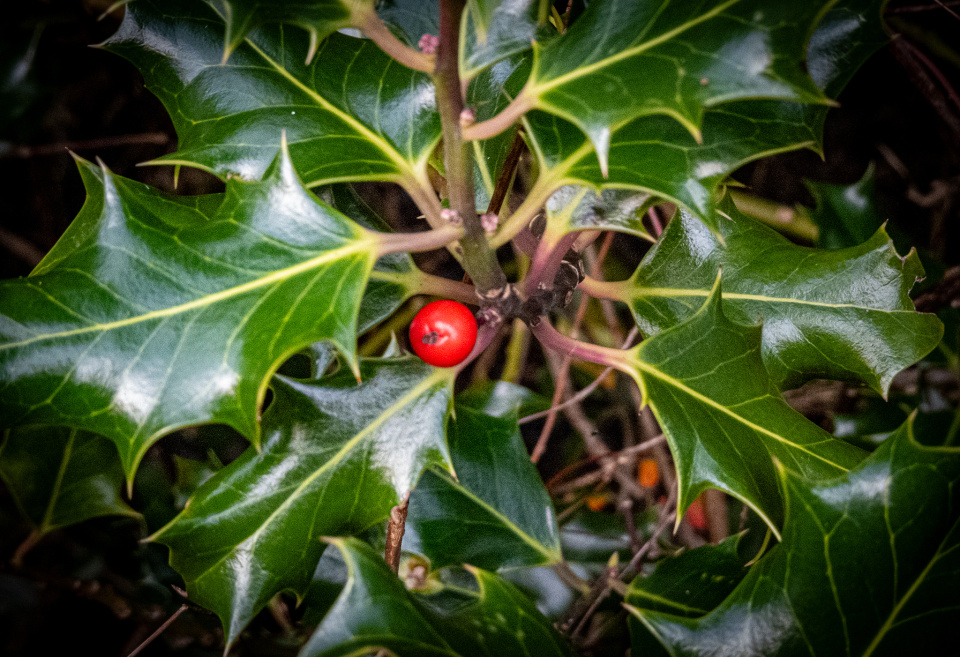 The holly bears a berry | DarkEyedMary | Blipfoto