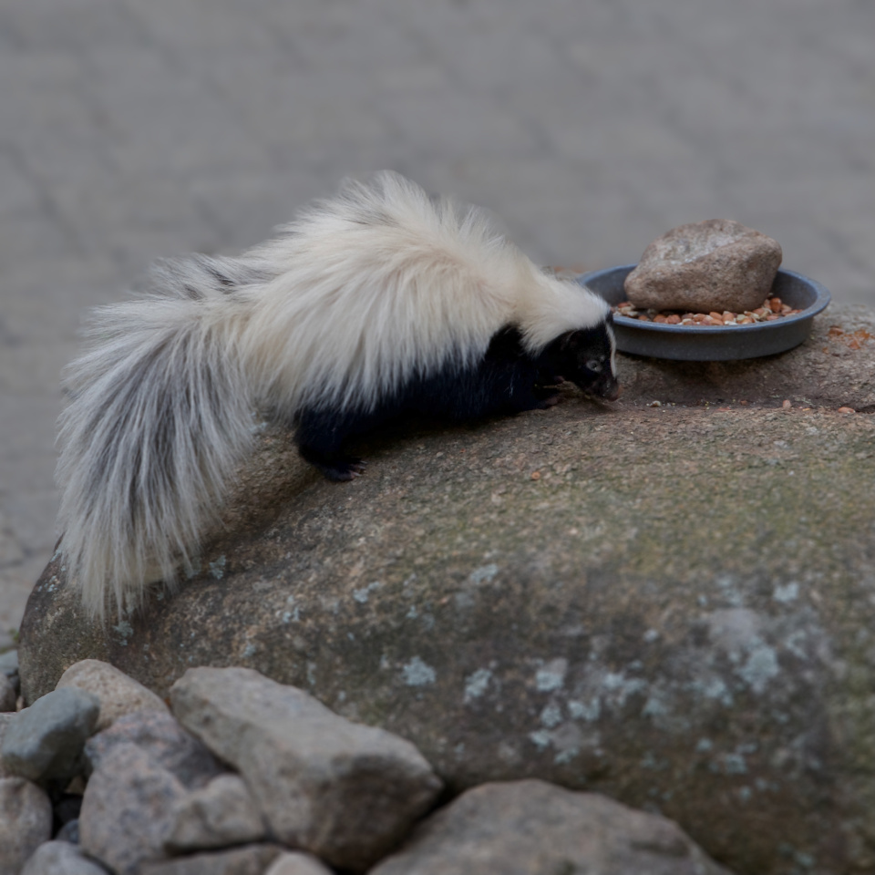 Sunday Night Skunk Snack | justbe | Blipfoto