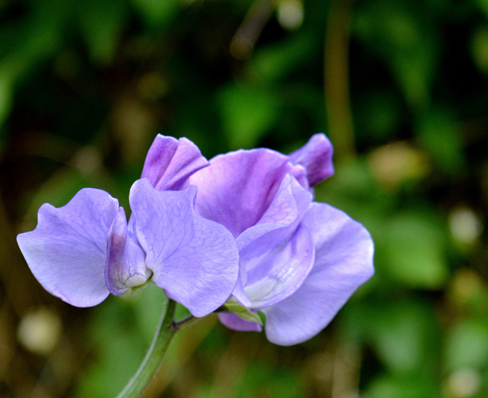 Here They Come | mambo | Blipfoto