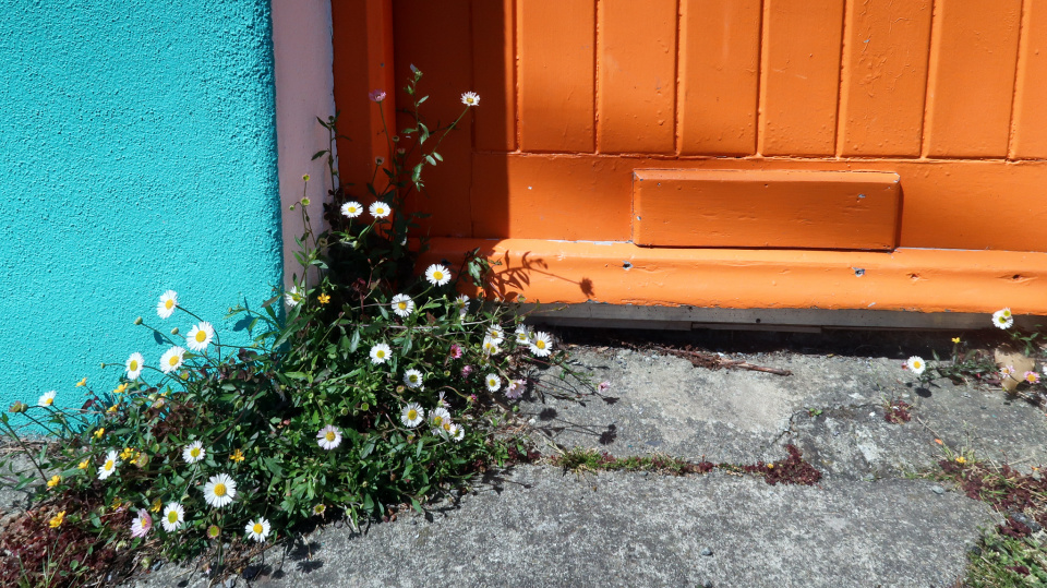 Coming up daisies | freespiral | Blipfoto