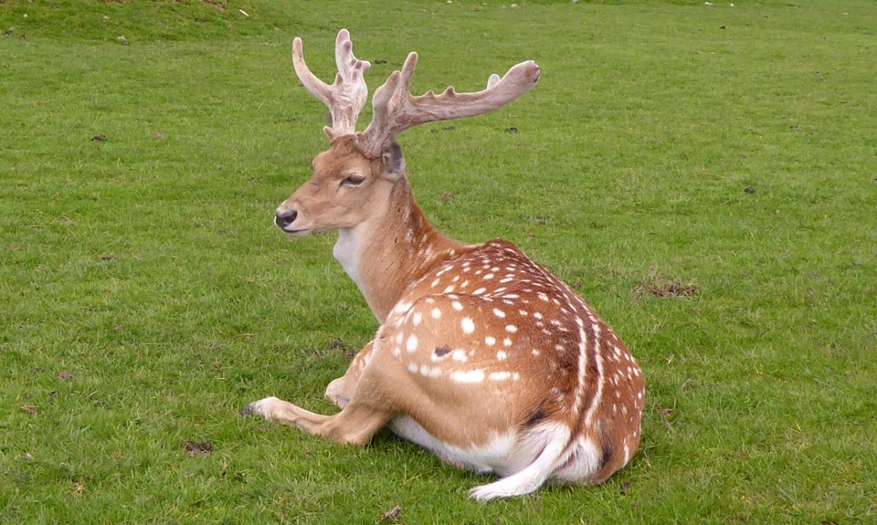 Persian Fallow Deer | Meconopsisblue | Blipfoto