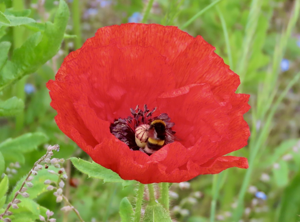 Bold and not battered | orchid99 | Blipfoto