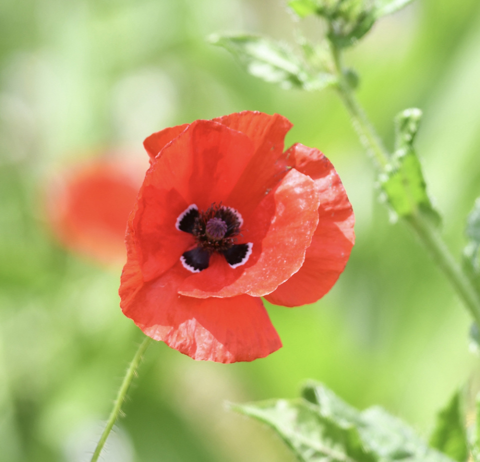 Ladybird poppy | koko | Blipfoto
