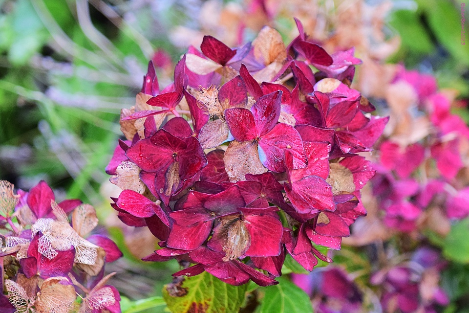 Flower .......... | BikerBear | Blipfoto