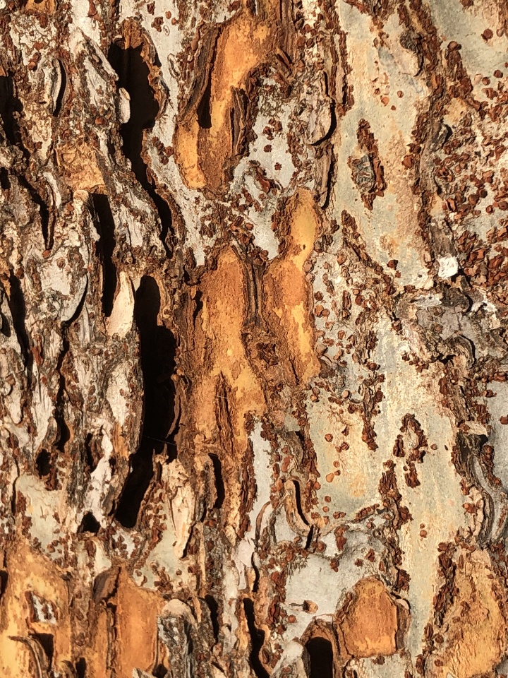 Abstract Thursday — texture | 59 | Blipfoto