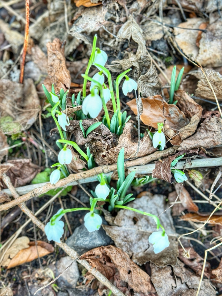 3323. Spring? | Yana1 | Blipfoto