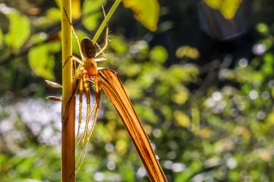Spider Stretching In The Sunshine | MsQuizzical | Blipfoto