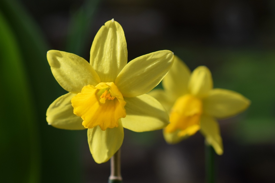 Daffies | TimM | Blipfoto