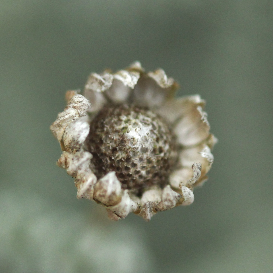 Au natural... | Damnonii | Blipfoto