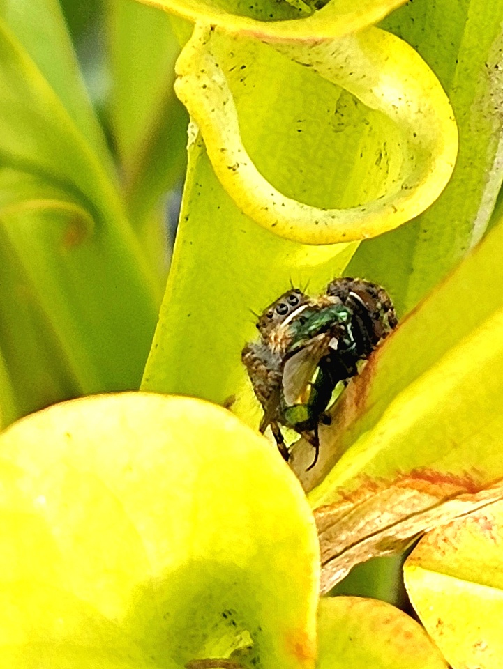 Jumping Spider and Green Bottle Fly | RonaldBerry | Blipfoto